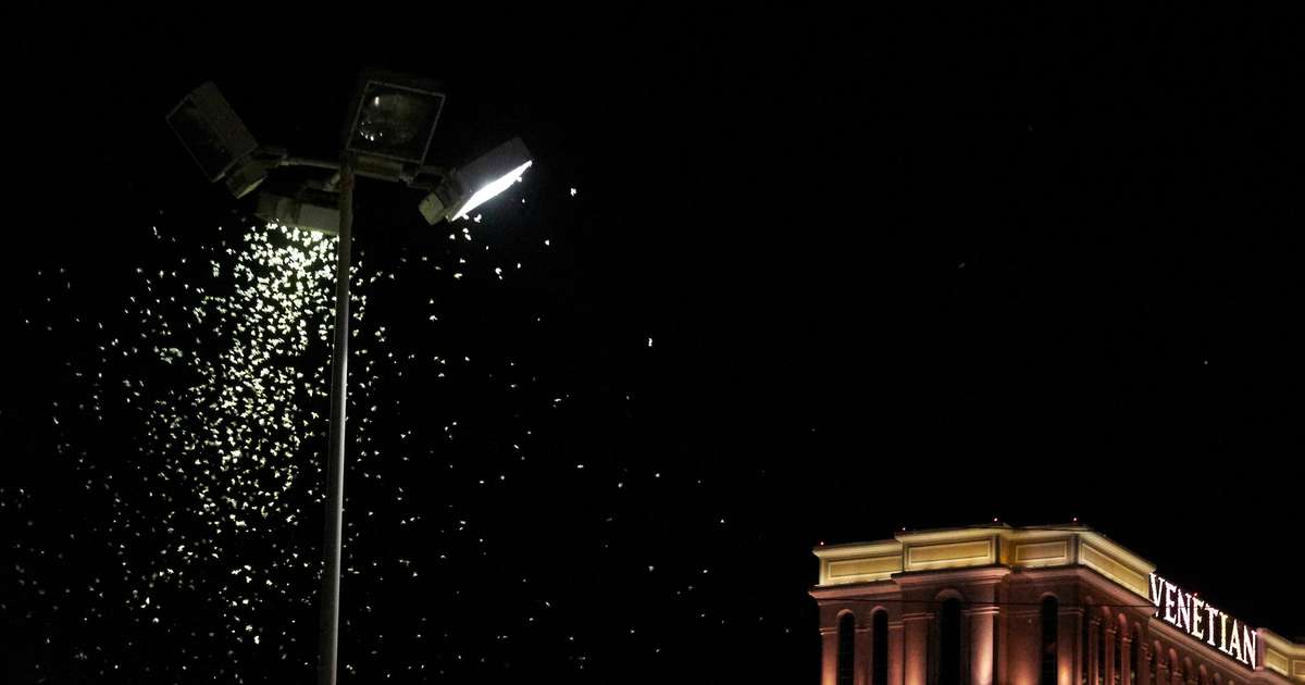 Grasshoppers in Las Vegas 2019: Grasshopper Invasion Shows up on Radar ...