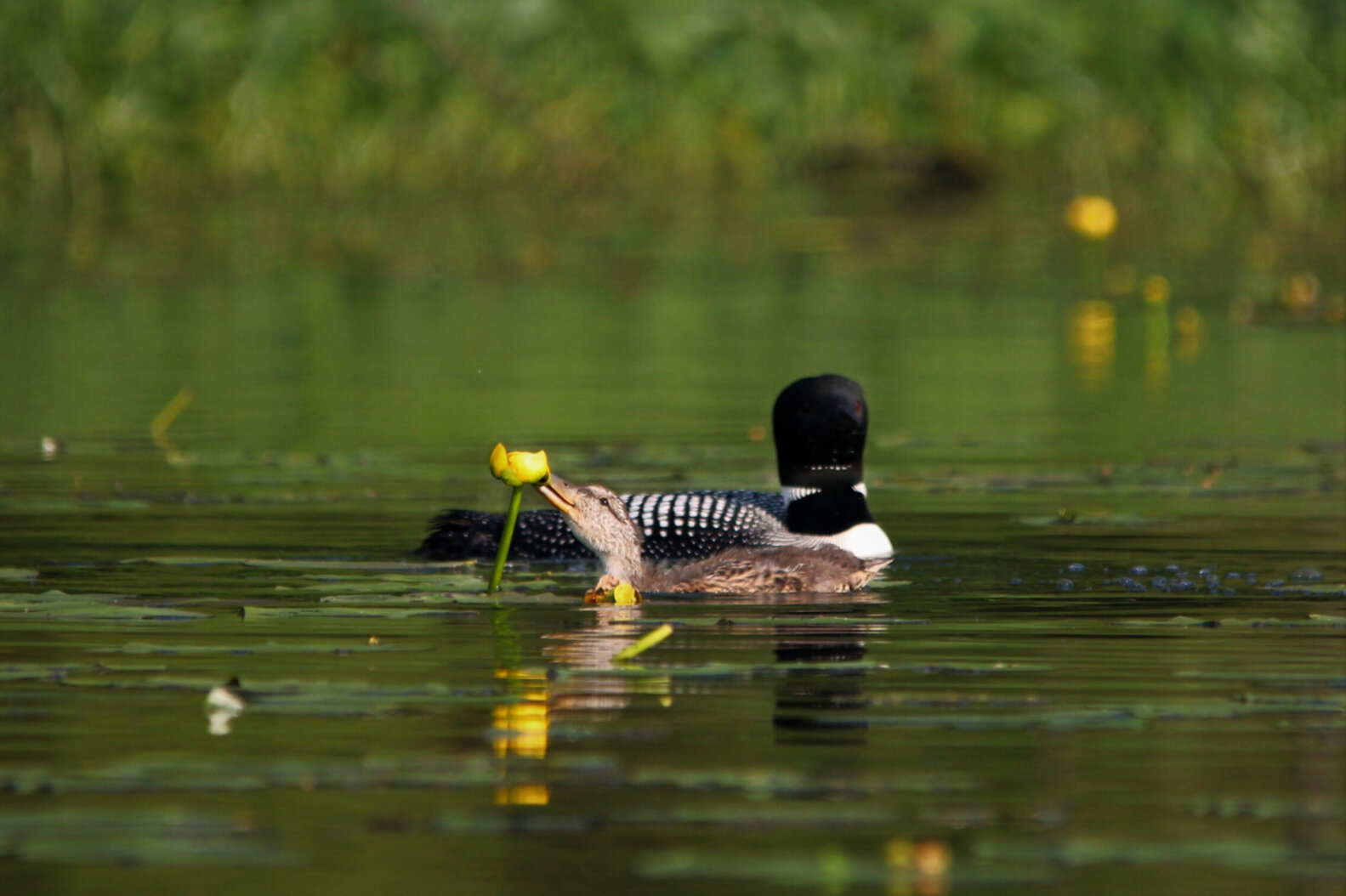 Loons Adopt Orphaned Duckling - The Dodo