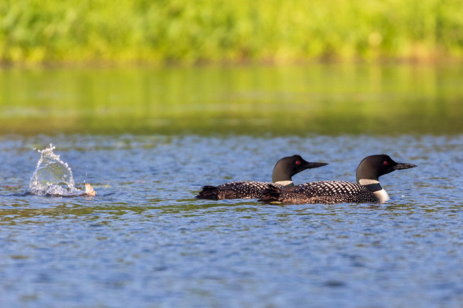 Loons Adopt Orphaned Duckling - The Dodo