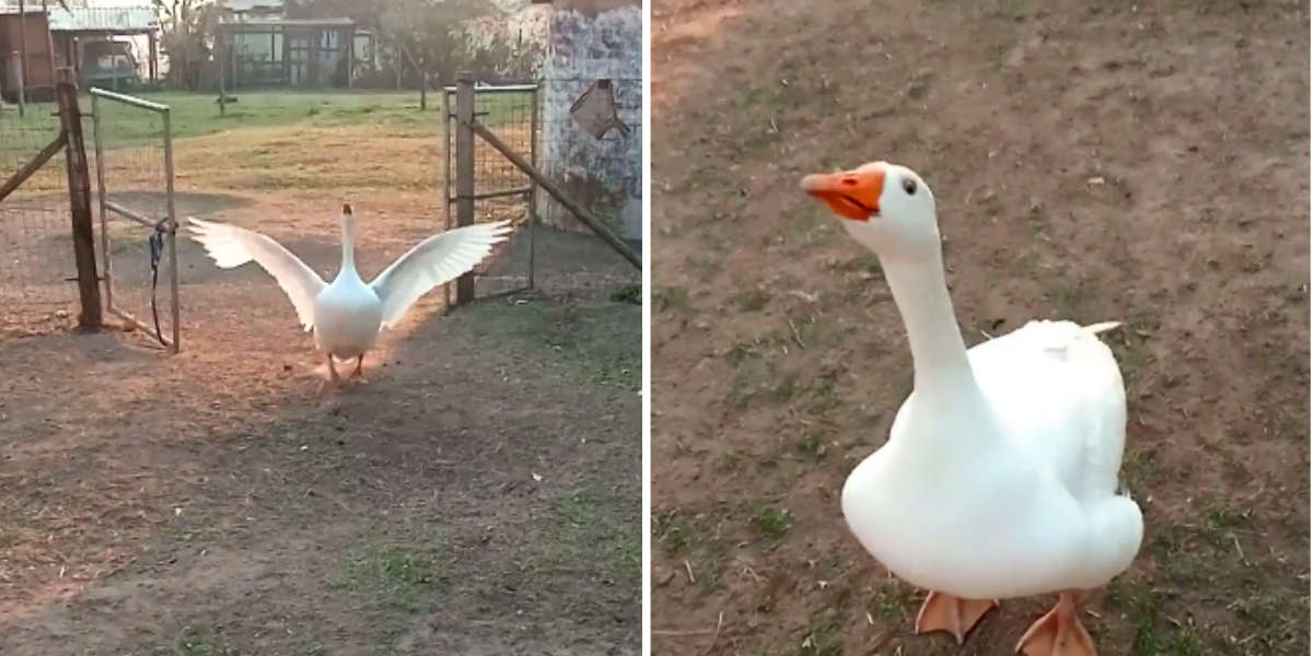 Guard Goose Gives His Favorite Person A Special Greeting - The Dodo