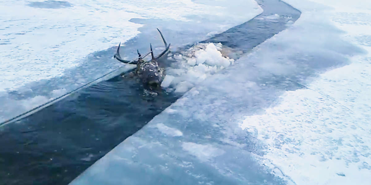 Men Spend 4 Hours Getting Deer Out Of Icy River - Videos - The Dodo