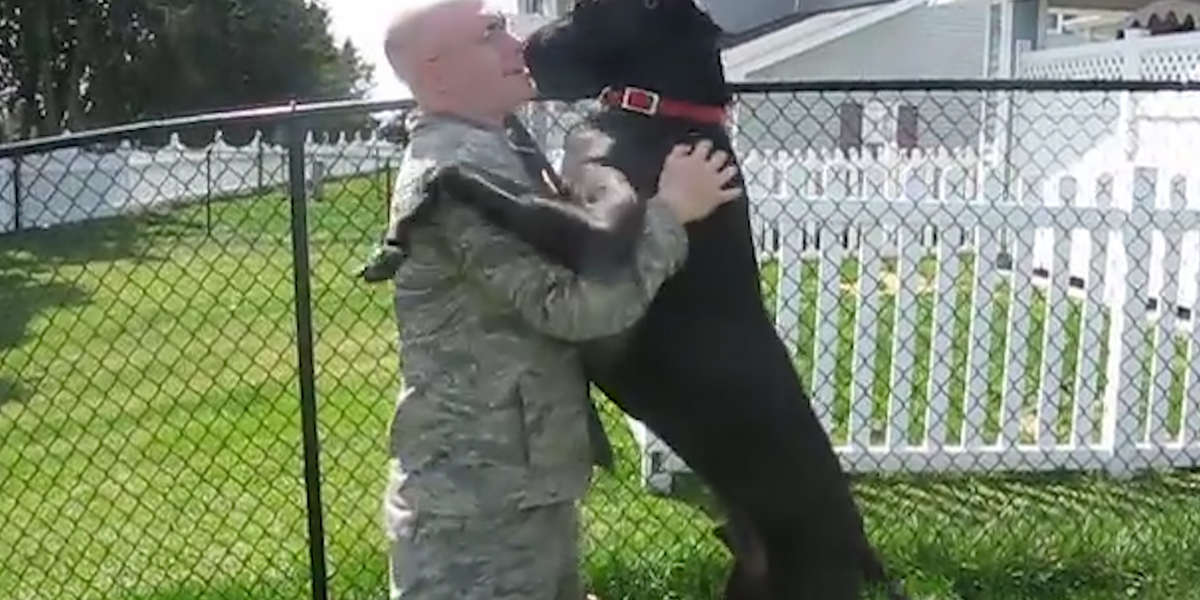 Loyal Dogs Welcome Their Soldier Parents Home - Videos - The Dodo
