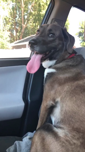 Dog Gives Owner The Cold Shoulder After She Picks Him Up From The Vet ...