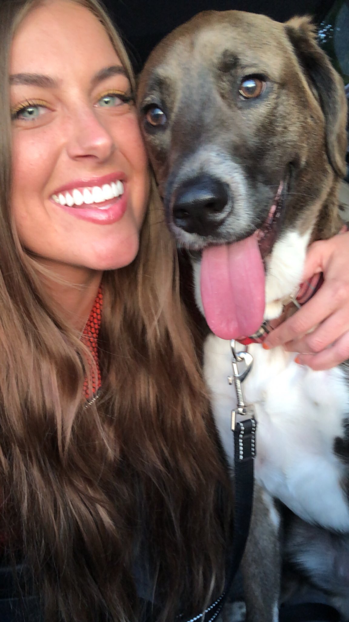 Dog Gives Owner The Cold Shoulder After She Picks Him Up From The Vet ...