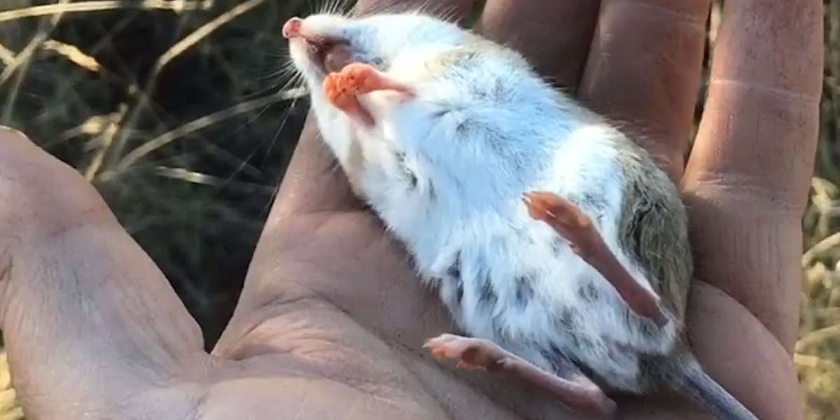 Guy Brings Tiny Mouse Back To Life - Videos - The Dodo