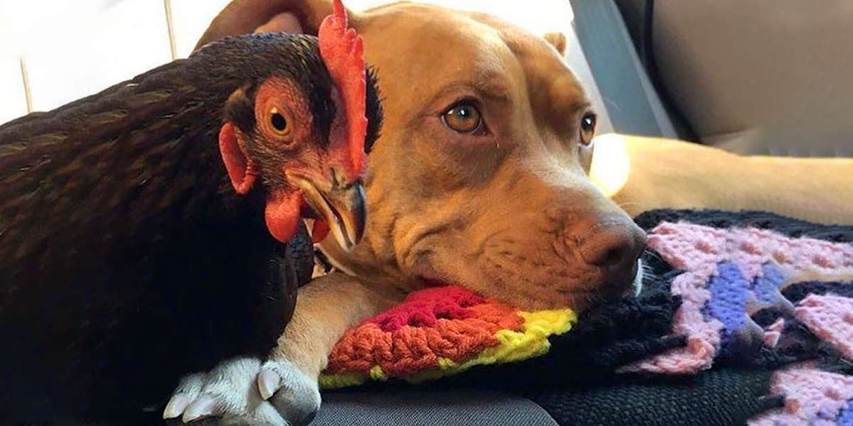Pitties Are Friends With EVERYONE - Videos - The Dodo