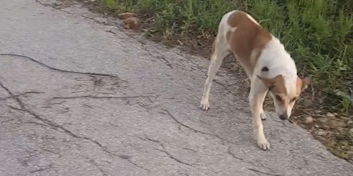 Woman Goes To Dumping Ground Every Day To Rescue Abandoned Dogs ...
