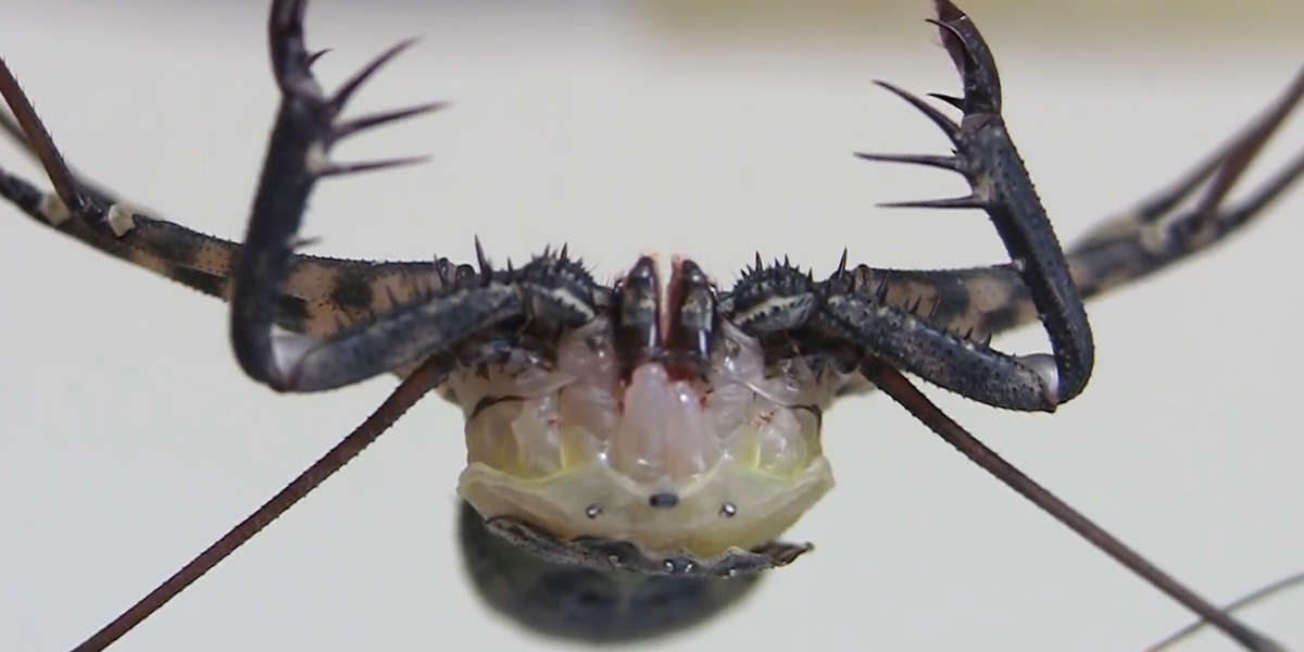Watch This Tailless Whip Scorpion Shed Her Old Skin - Videos - The Dodo
