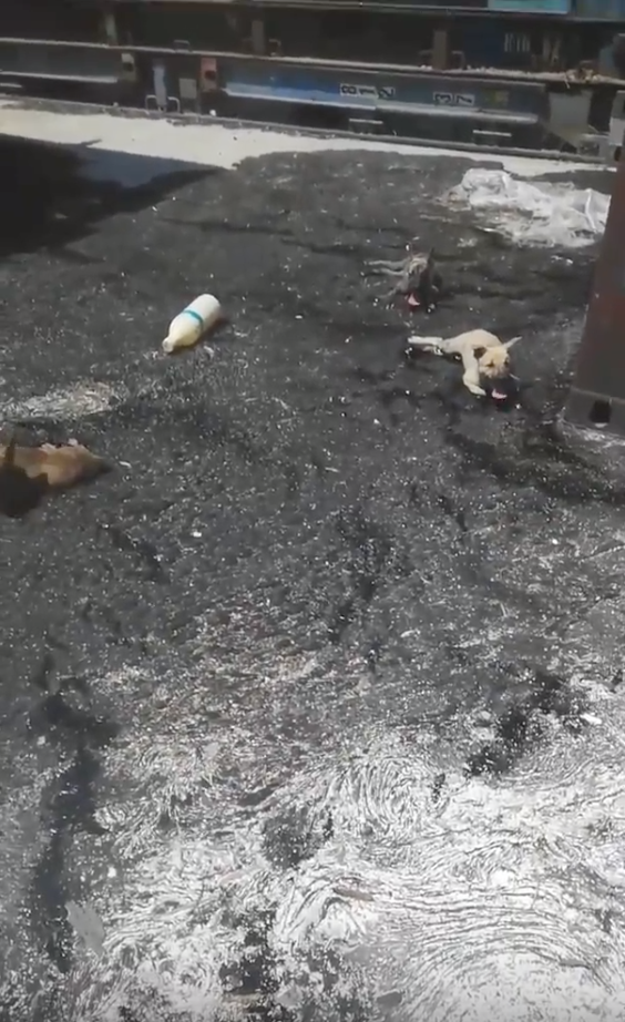 Puppies Found Covered In Tar In Romania - The Dodo