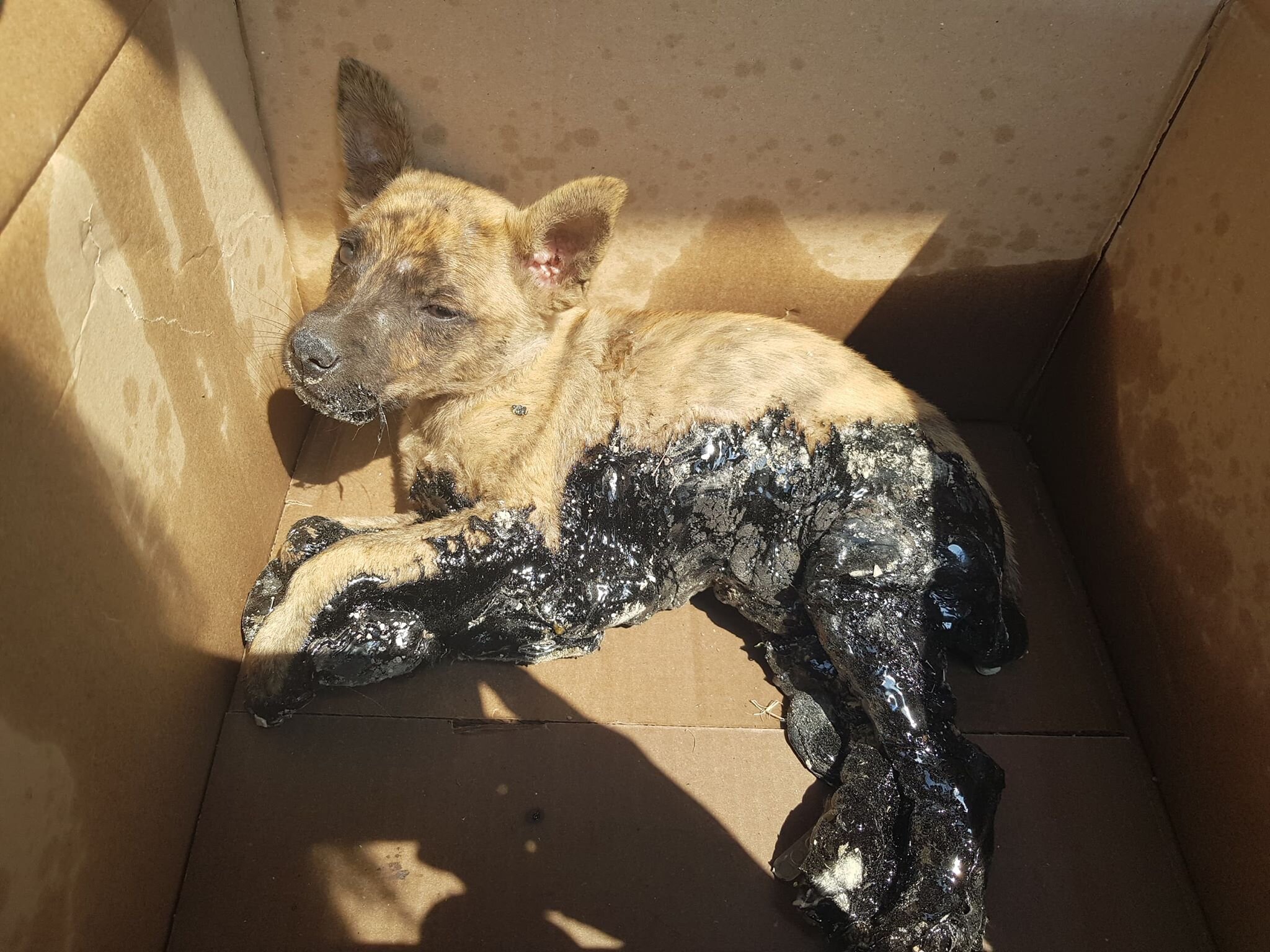 Puppies Found Covered In Tar In Romania - The Dodo