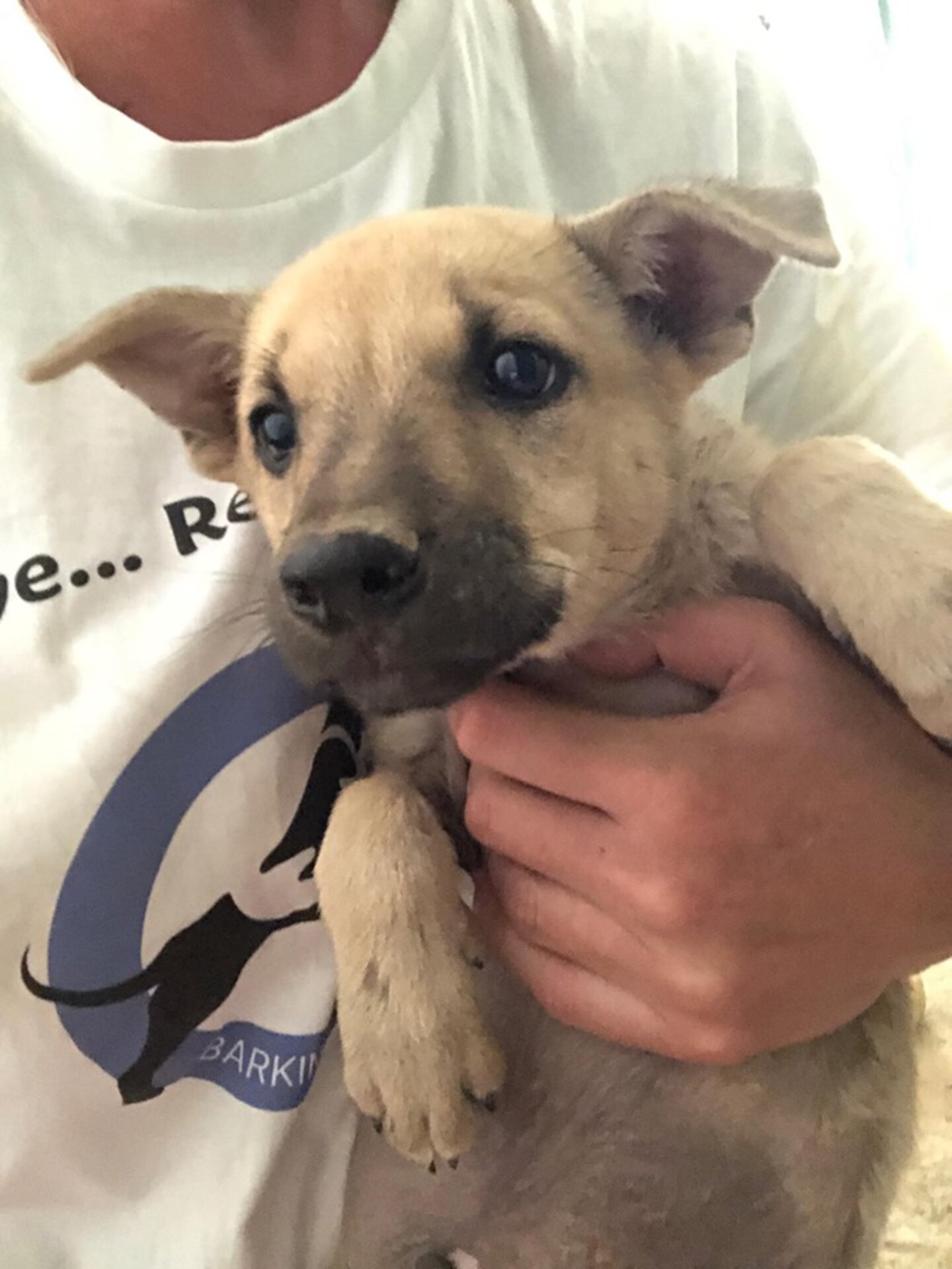 Puppies Found Covered In Tar In Romania - The Dodo