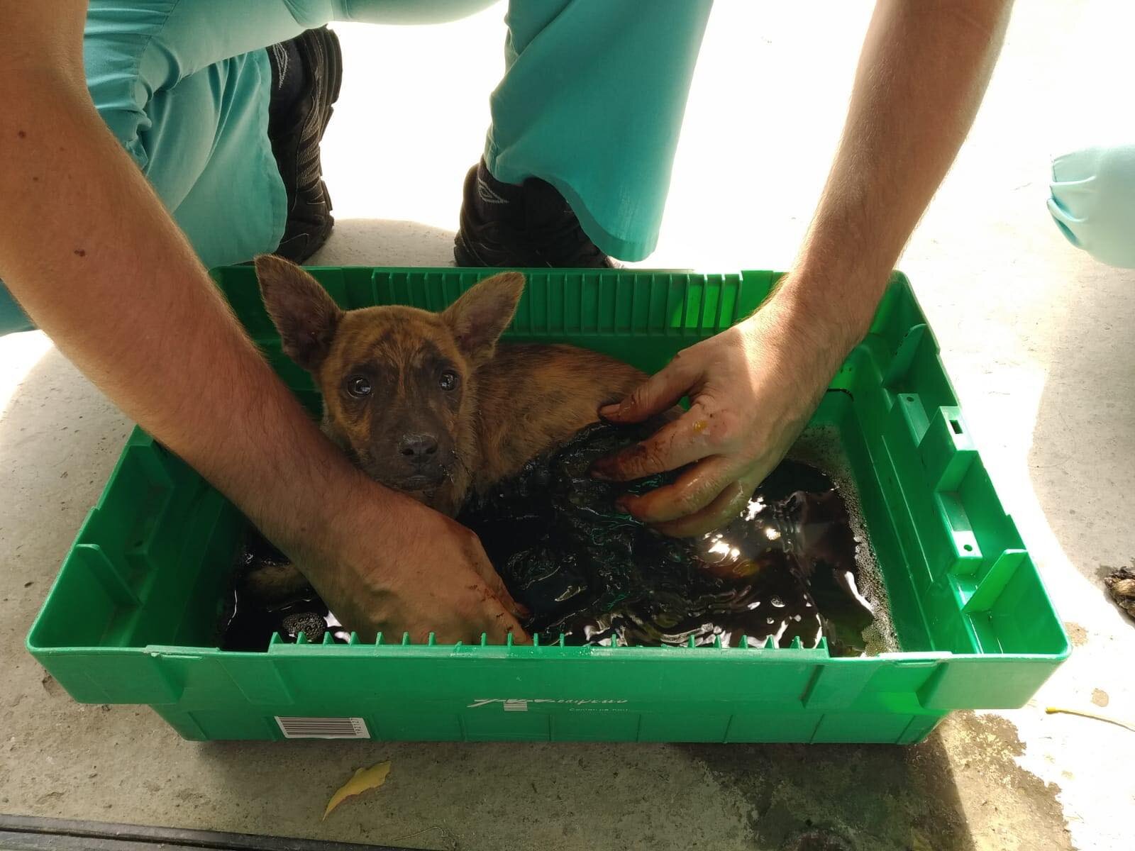 Puppies Found Covered In Tar In Romania - The Dodo