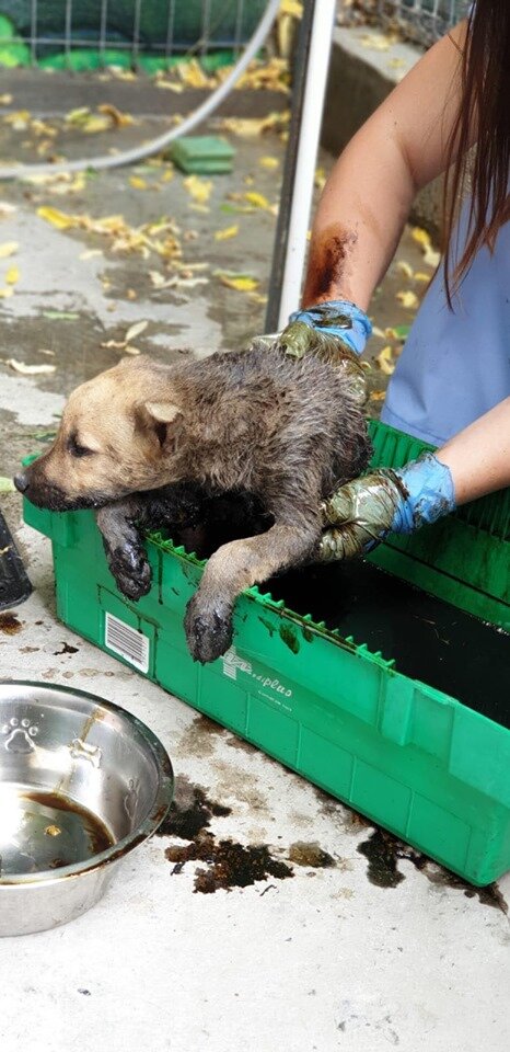 Puppies Found Covered In Tar In Romania - The Dodo