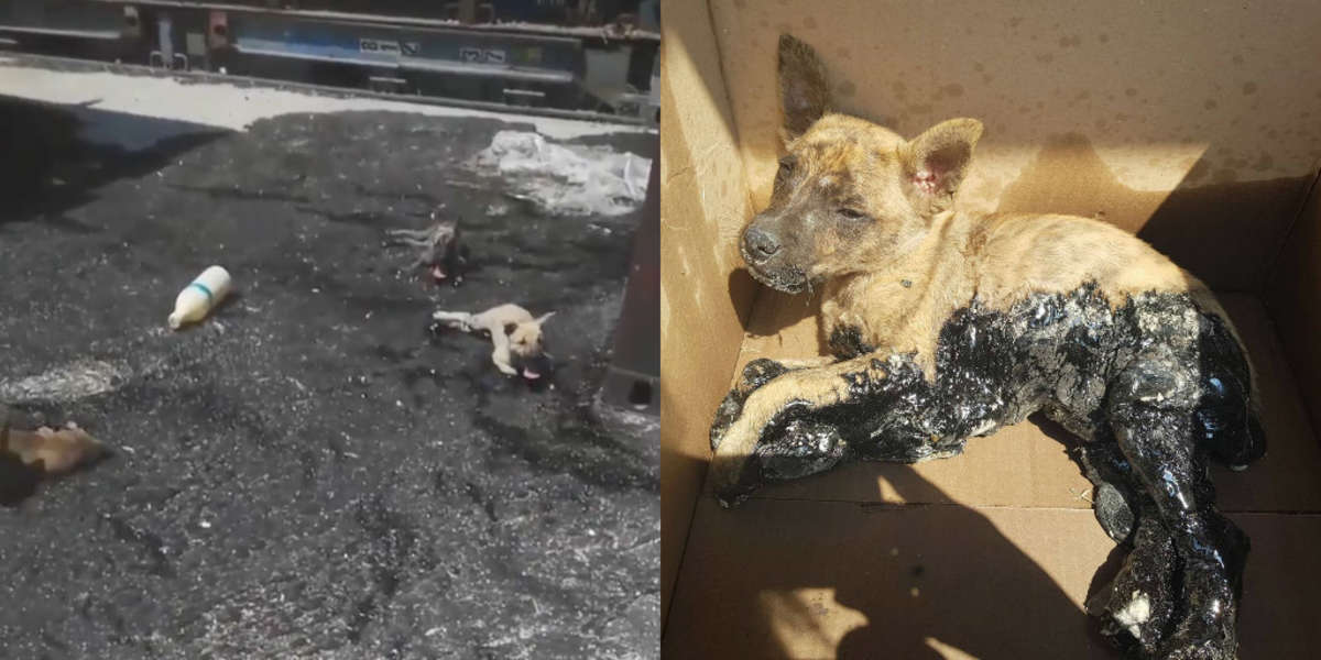 Puppies Found Covered In Tar In Romania - The Dodo