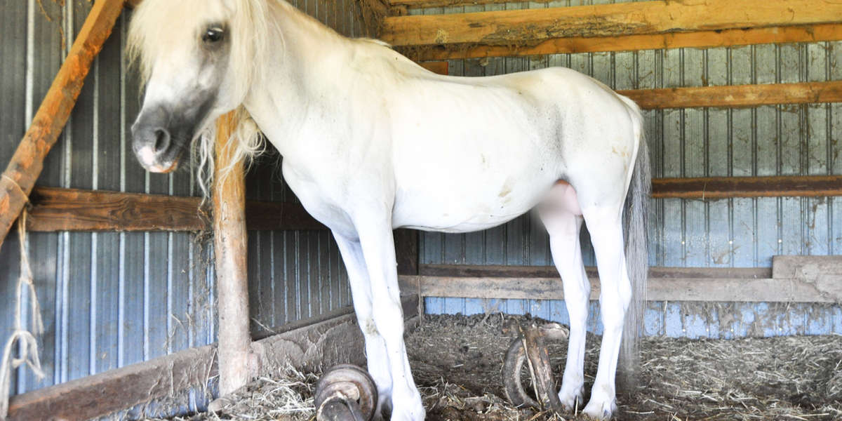 Lonely Pony With Overgrown Hooves Finally Has A Family Who Loves Him ...