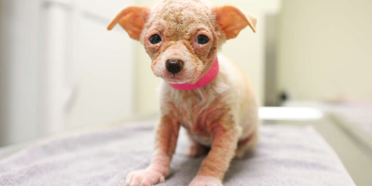 Hairless 'Alien' Puppy Grows Up To Be The Cutest Dog - Videos - The Dodo
