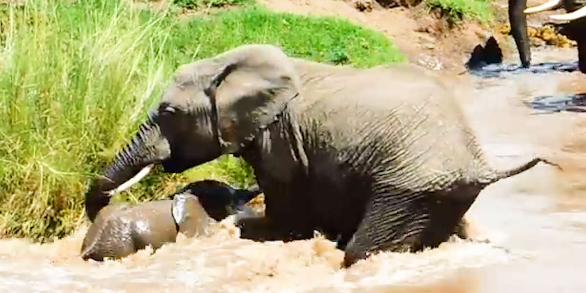Elephant Mom Saves Baby Stuck In River Current - Videos - The Dodo