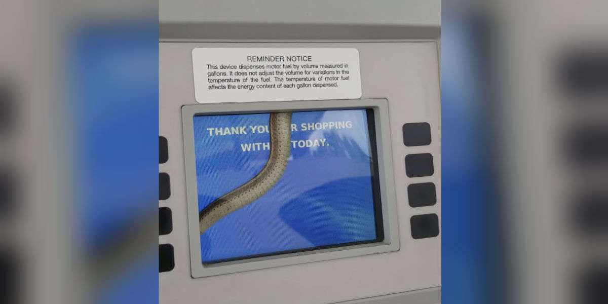 Snake Gets Stuck Inside Gas Station Pump Screen - The Dodo