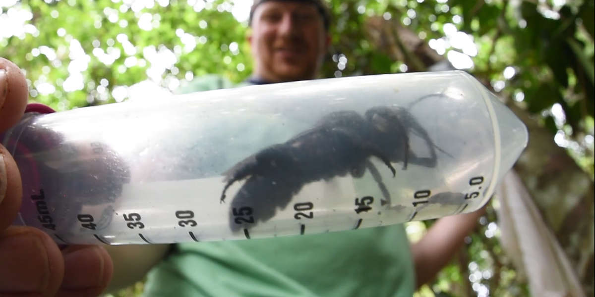 World’s Largest Bee Is Seen For The First Time In 40 Years - Videos ...