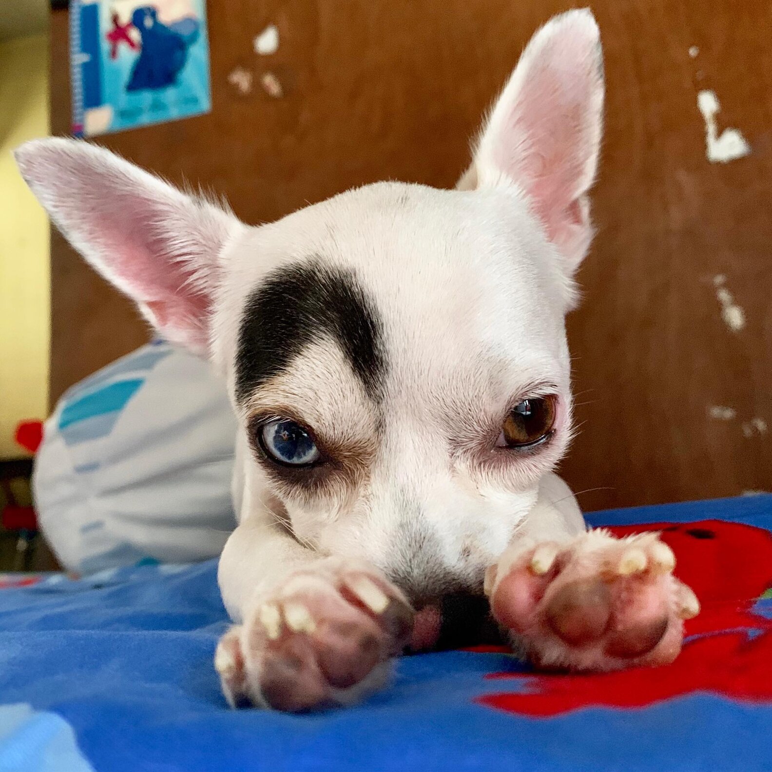 People Just Can't Get Enough Of This Adorably Unique-Looking Dog - The Dodo