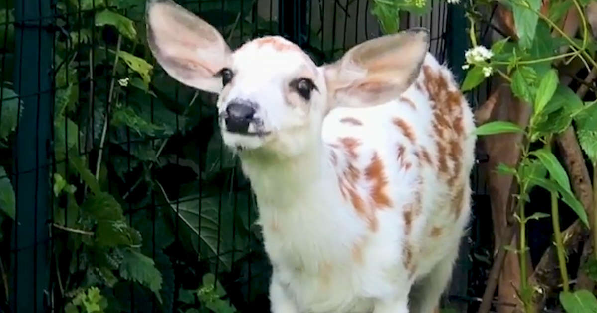 White Baby Deer Grows Up And Runs Back To The Wild - Videos - The Dodo
