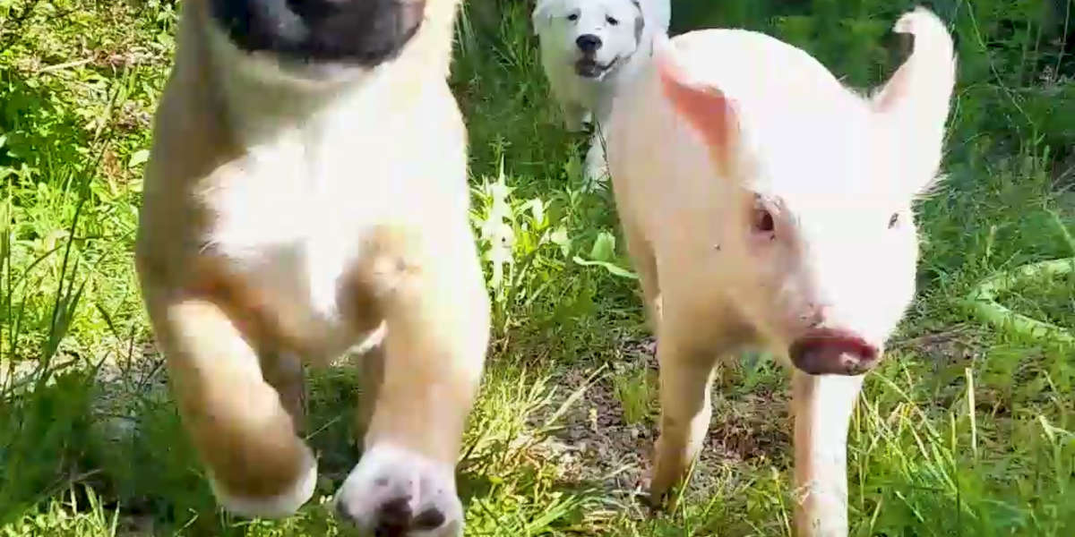 This Piglet-Puppy Family Is Too Perfect To Be True - Videos - The Dodo