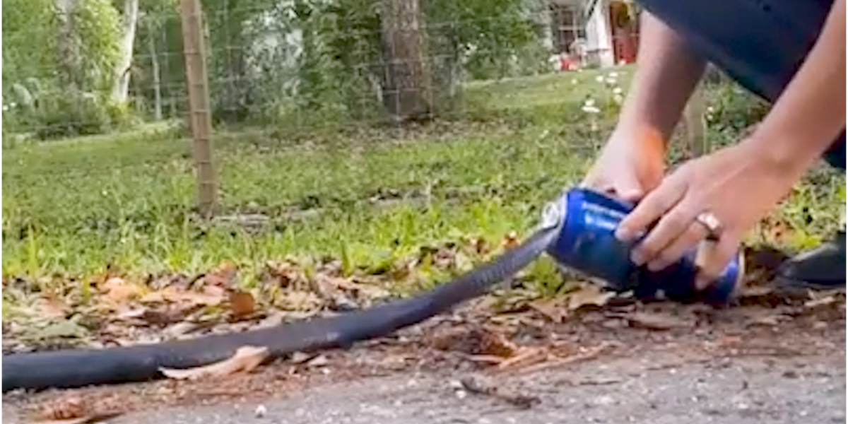 Woman Faces Her Fears To Save Snake Stuck In Can - Videos - The Dodo