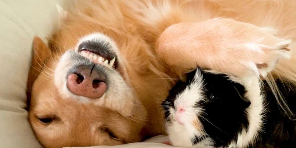 Guinea Pig Won't Leave His Dog Best Friend's Side - Videos - The Dodo