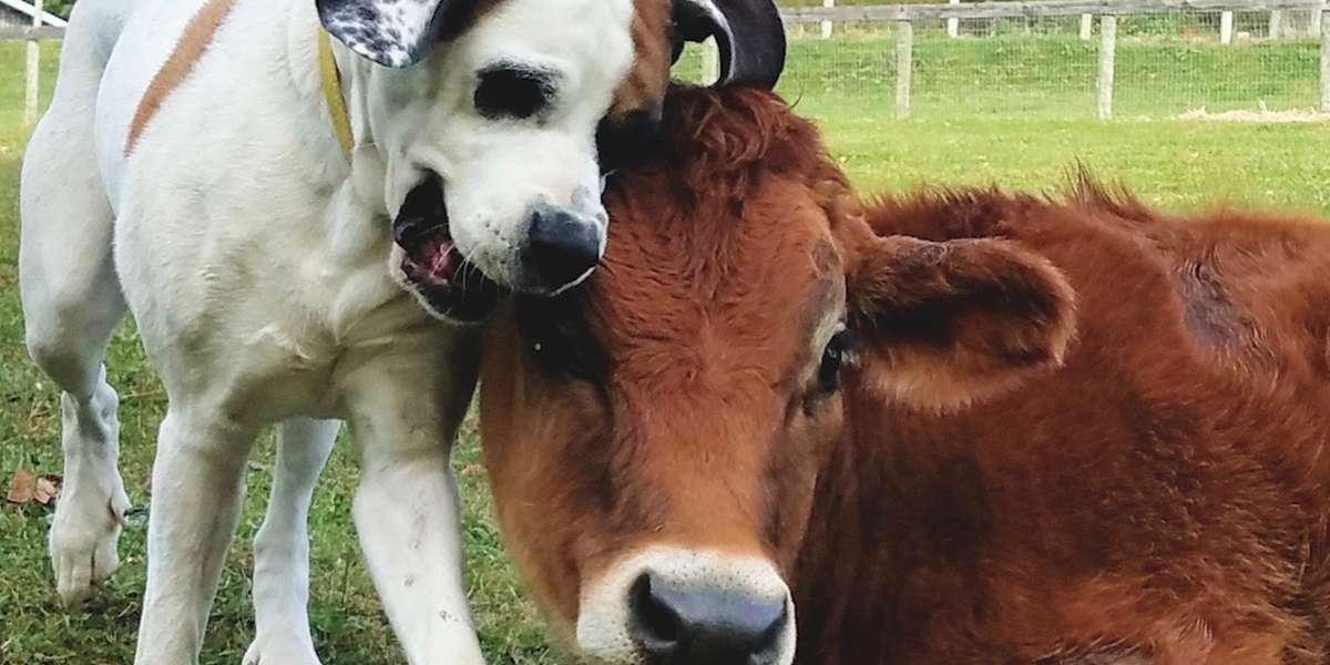 This Dog Transformed A Lonely Baby Cow Into A Happy Puppy - Videos ...
