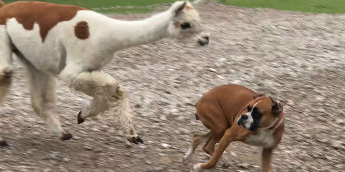 Dog Vs. Alpaca - Videos - The Dodo