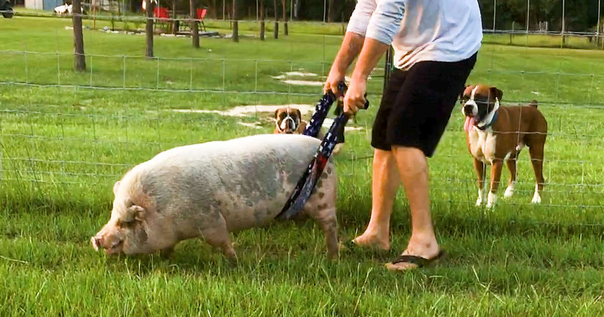 Determined Pig Learns To Walk Again - Videos - The Dodo