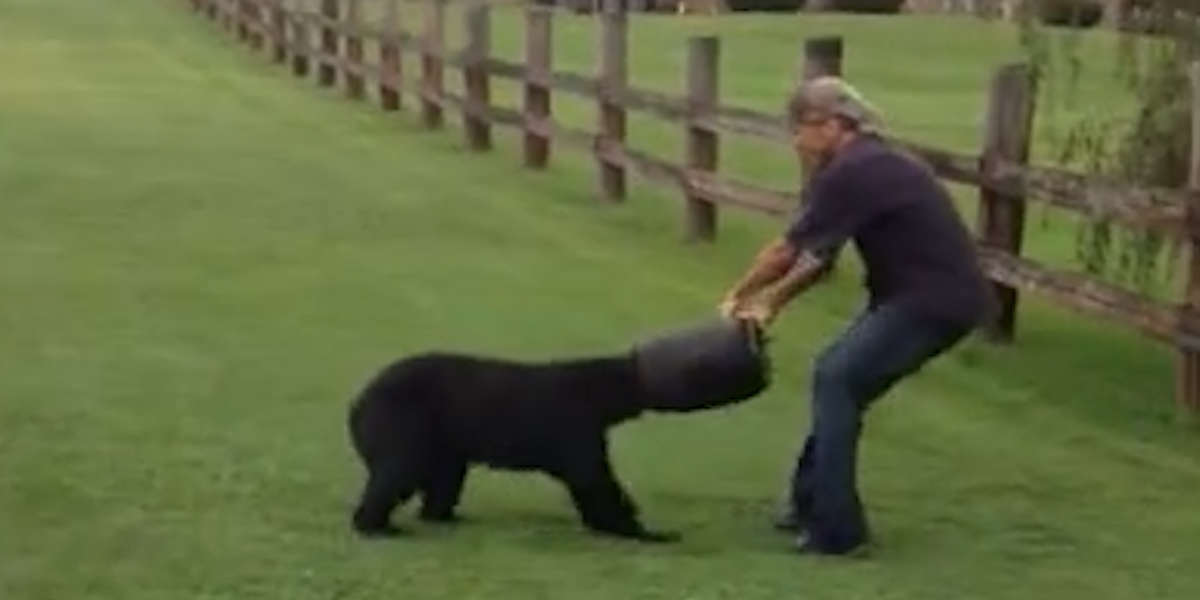 Baby Bear Got His Head Stuck In a Bucket - Videos - The Dodo