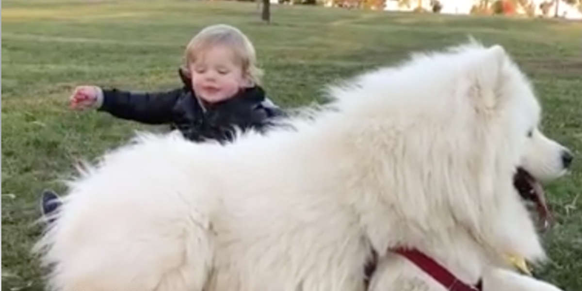 5 Things Kids Learn From Dogs - Videos - The Dodo