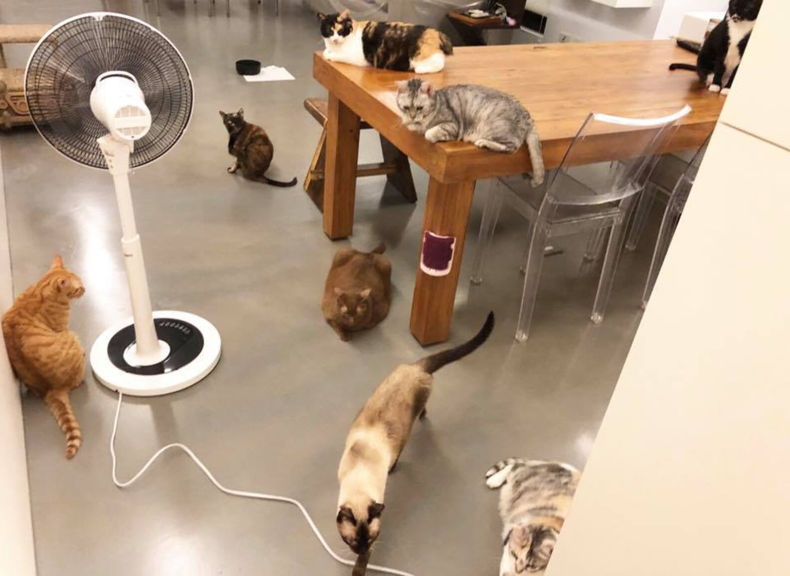 Kitty-Cam Shows Group Of Cats Reacting To An Earthquake - The Dodo