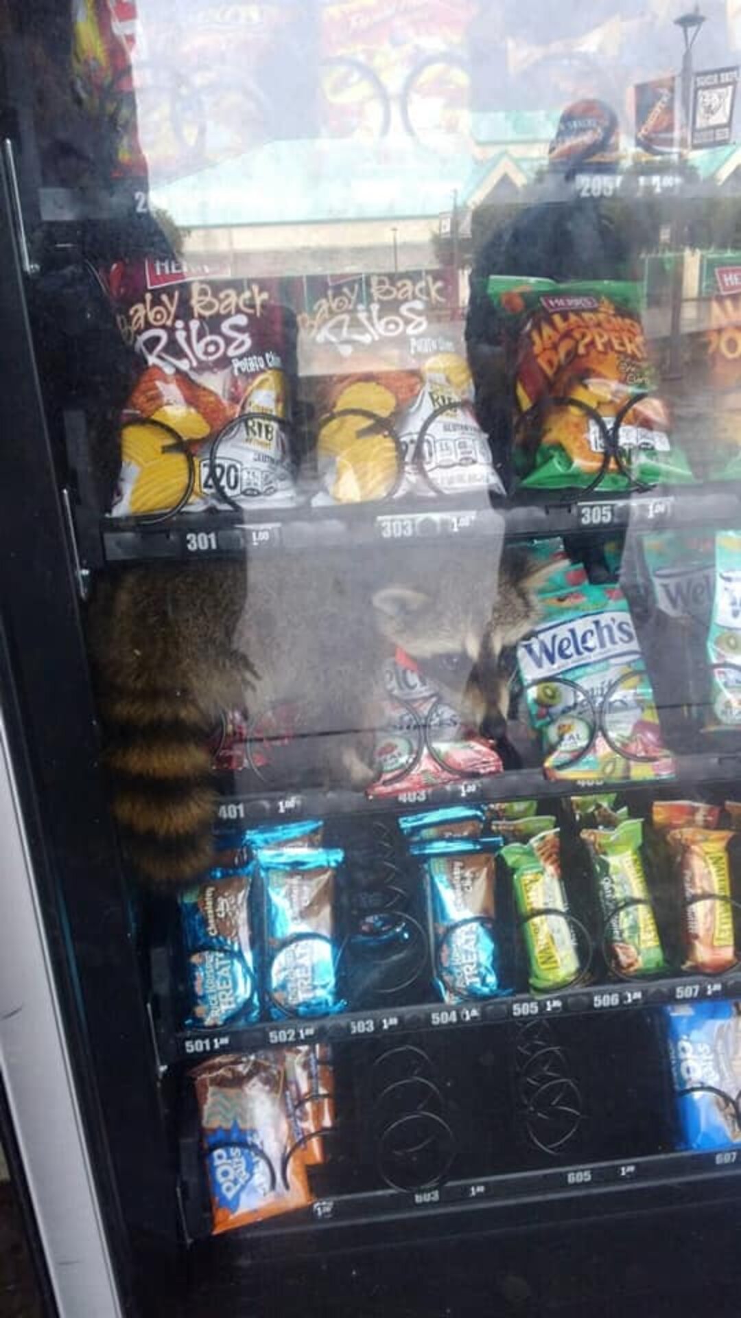 Raccoon Caught Red-Handed After Vending Machine Heist Goes Wrong - The Dodo