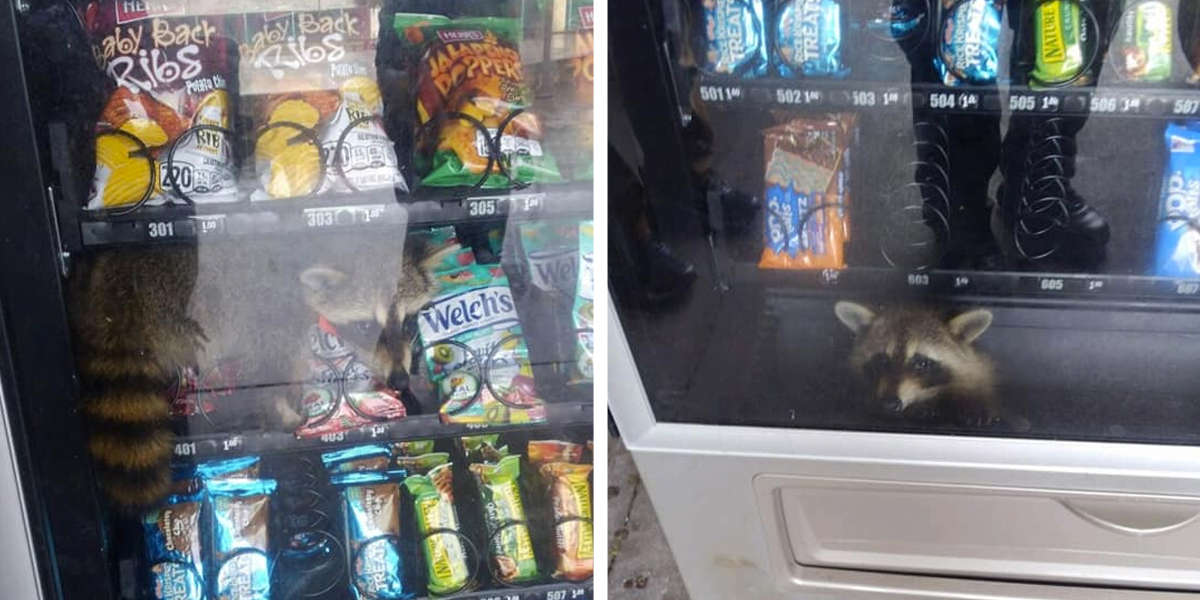 Raccoon Caught Red-Handed After Vending Machine Heist Goes Wrong - The Dodo