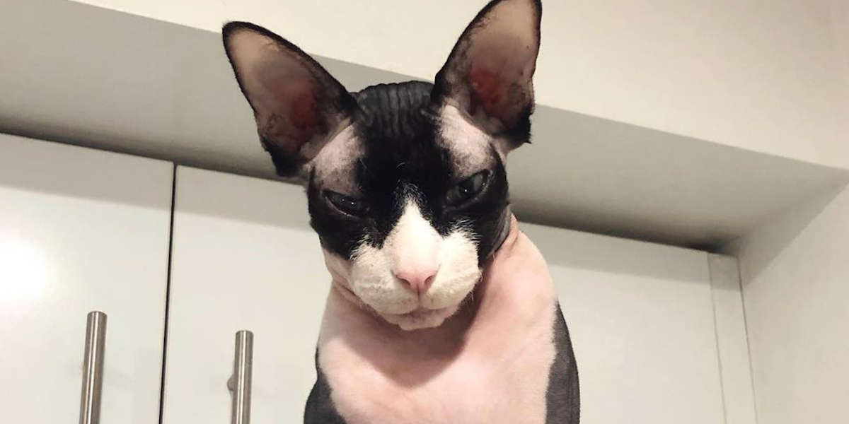 This Hairless Cat Will Haunt Your Dreams - Videos - The Dodo