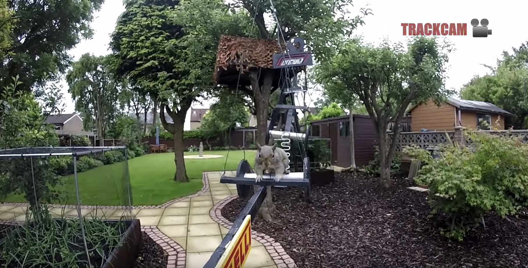 Guy Builds Racetrack For Backyard Squirrels - The Dodo