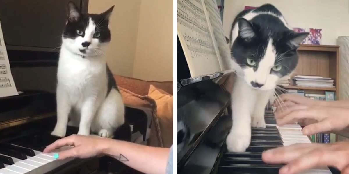 Piano Teacher's Cat Always Insists On Being The Center Of Attention ...