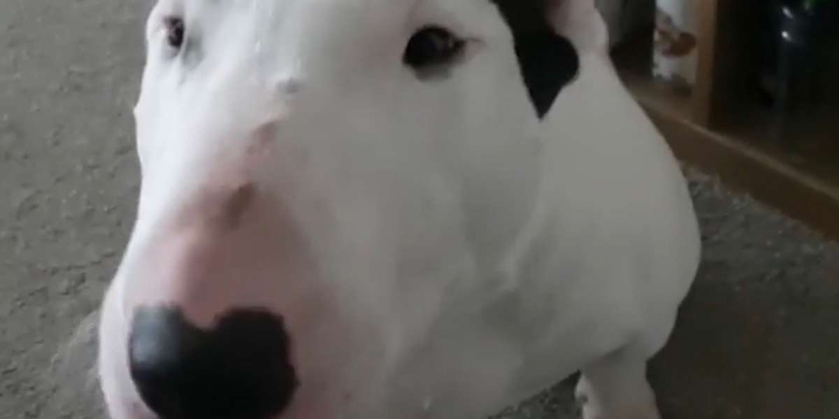 Bull Terriers Are The Most Perfectly Weird Dogs - Videos - The Dodo