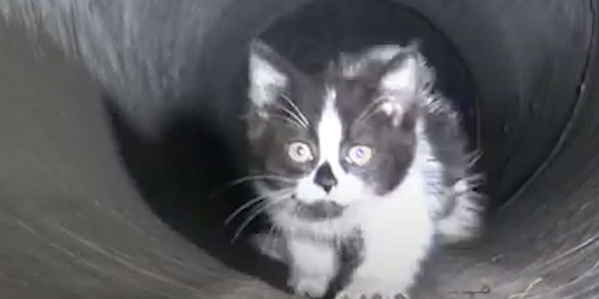 Cutest Kitten Gets Stuck In The Sewer - Videos - The Dodo