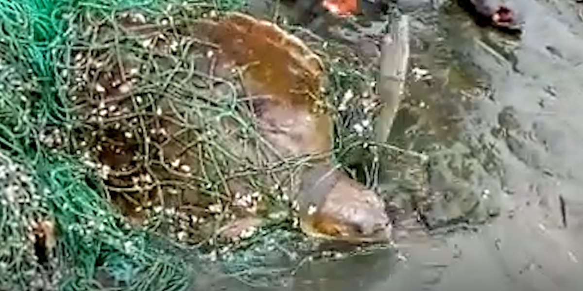 People Find Huge Sea Turtle Stuck In Net - Videos - The Dodo