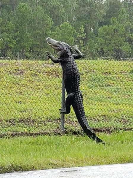 Video Catches Florida Alligator Jumping Over a Fence - Thrillist