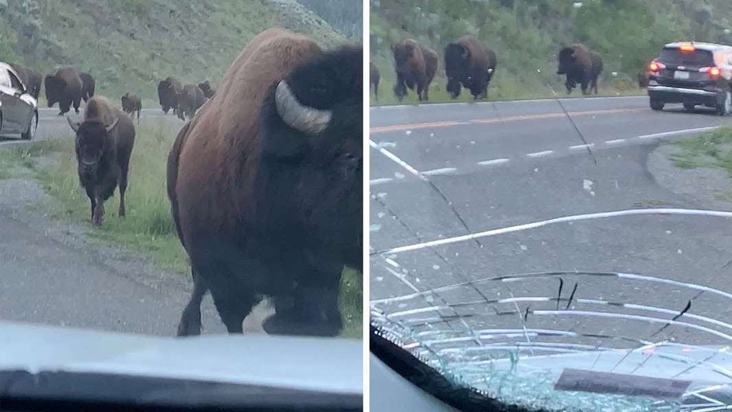 Bison Smashes Rental Car During Vacation at Yellowstone National Park ...