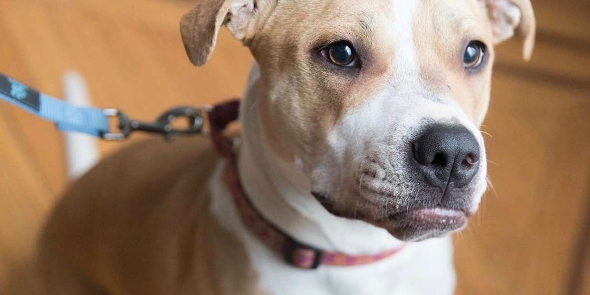 Pittie Pup Returned By Her Adopters Keeps Waiting For A Family To Love ...