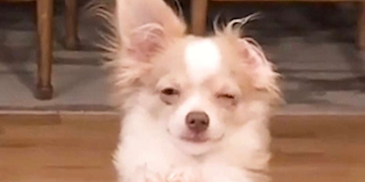 Guilty Dogs Caught Red-Handed - Videos - The Dodo