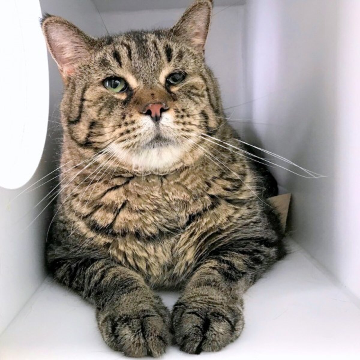 Animal Shelter Seeks Happy Home For Jumbo-Sized Cat - The Dodo