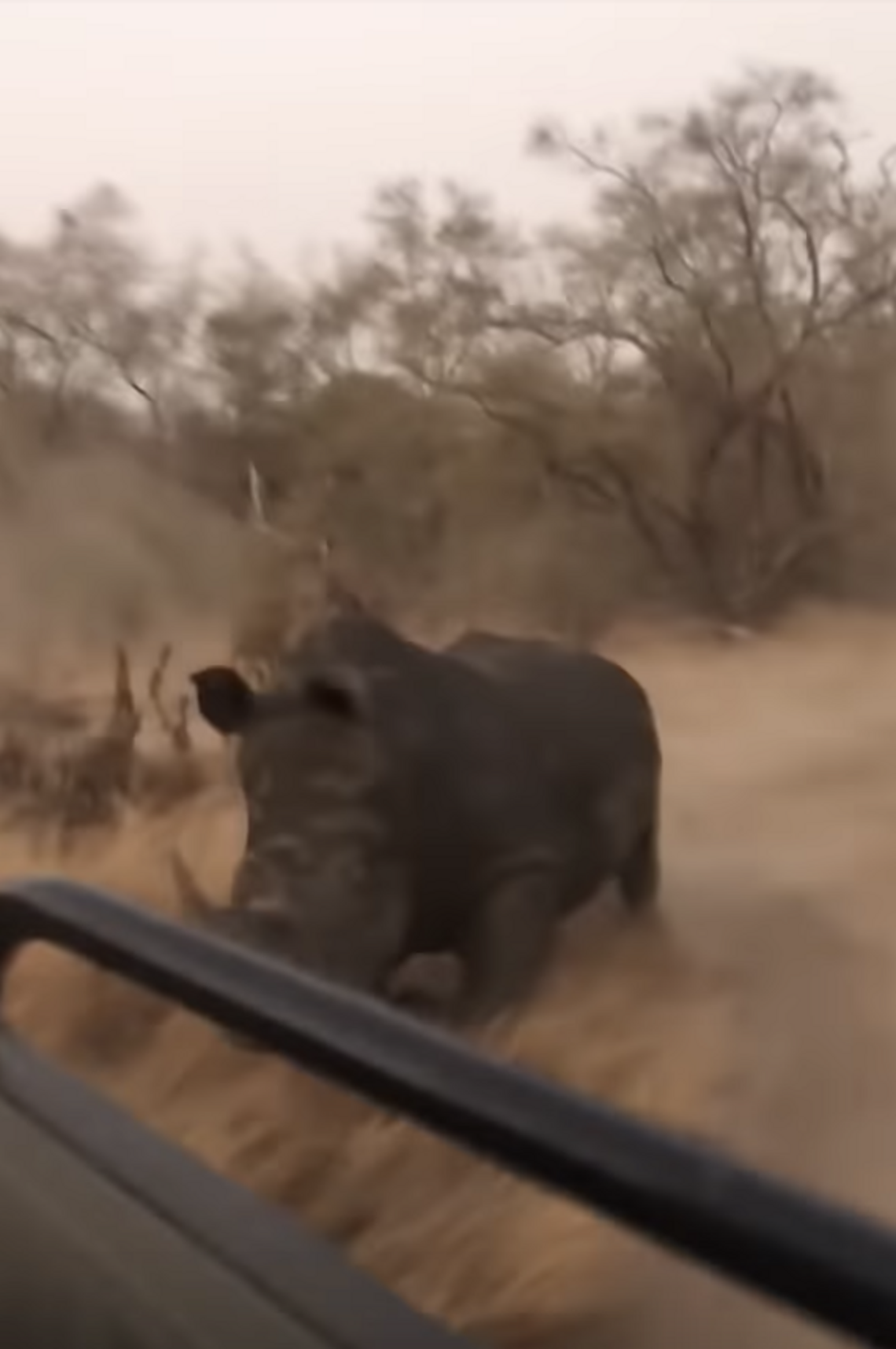 Wild Rhino Charges At Tourists Driving By - The Dodo