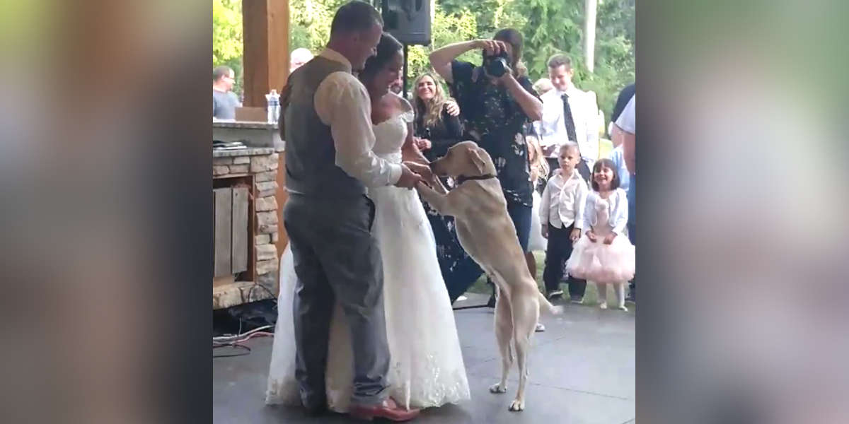 Dog Joins Her Parents For First Dance At Their Wedding The Dodo