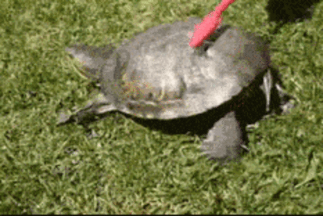 Turtles Line Up For A Scrub When They Notice Lady Has A Brush - The Dodo